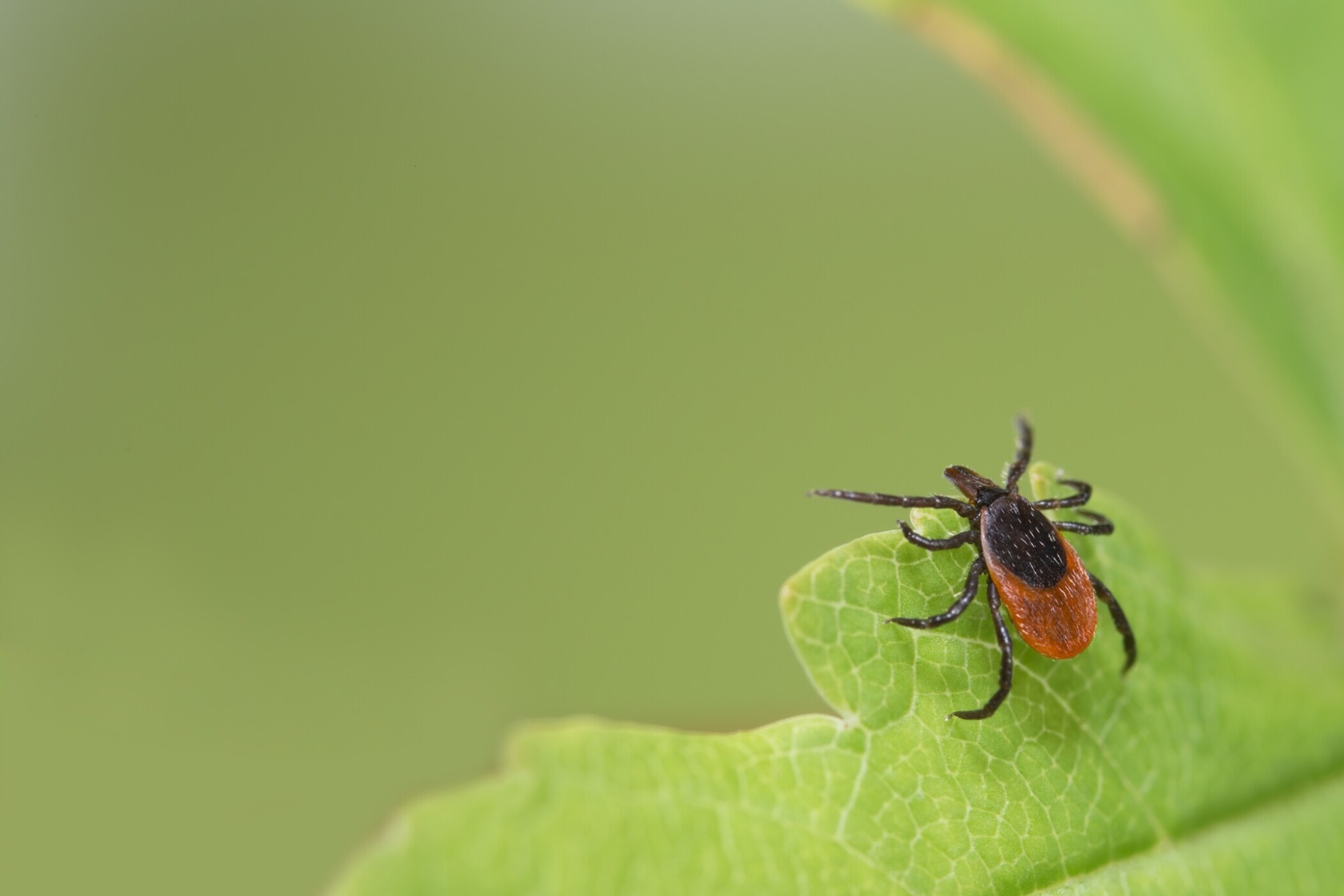 Webinar: Ticks on the Farm—Tips to Protect Yourself and Your Animals ...
