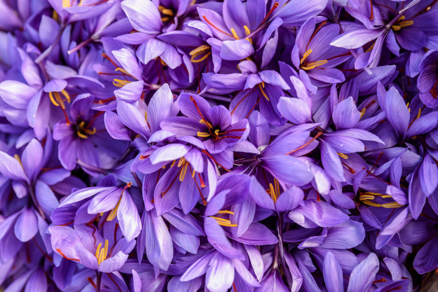 Webinar: Introduction to Saffron Cultivation in the United States ...