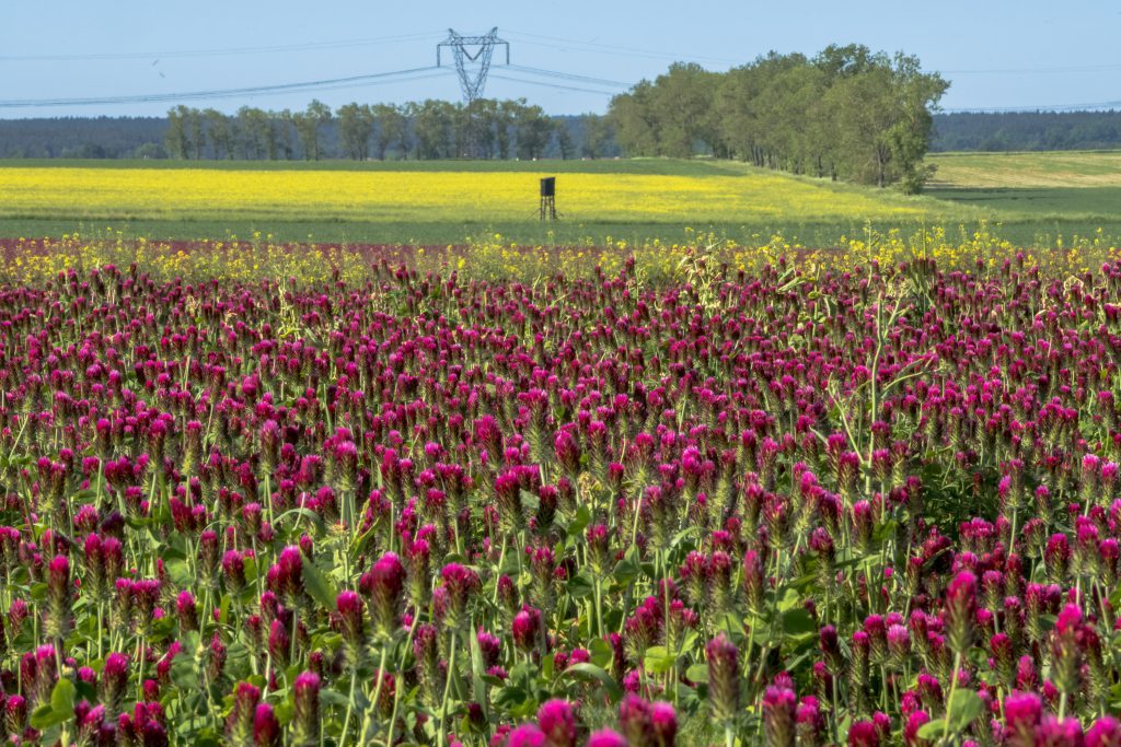 10 Ways Organic Improves Soil Health - Rodale Institute